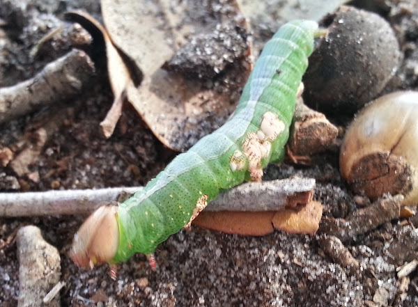 Wavy-Lined Heterocampa Moth | Project Noah