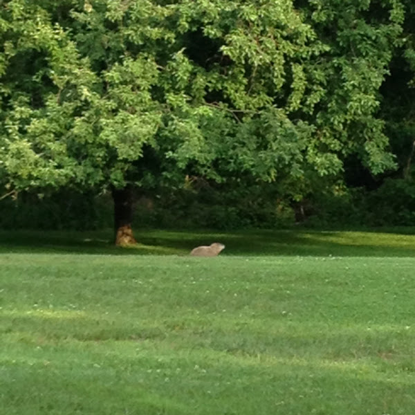 Groundhog | Project Noah