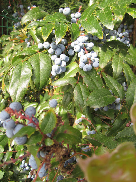 Oregon-grape | Project Noah