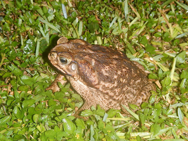 Cane Toad | Project Noah