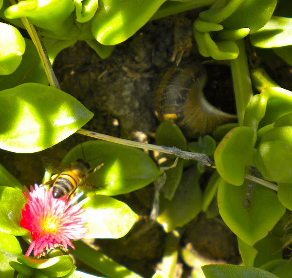 Western Honey Bee | Project Noah