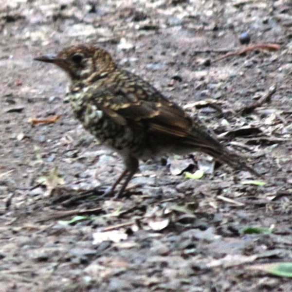 Ground Thrush | Project Noah