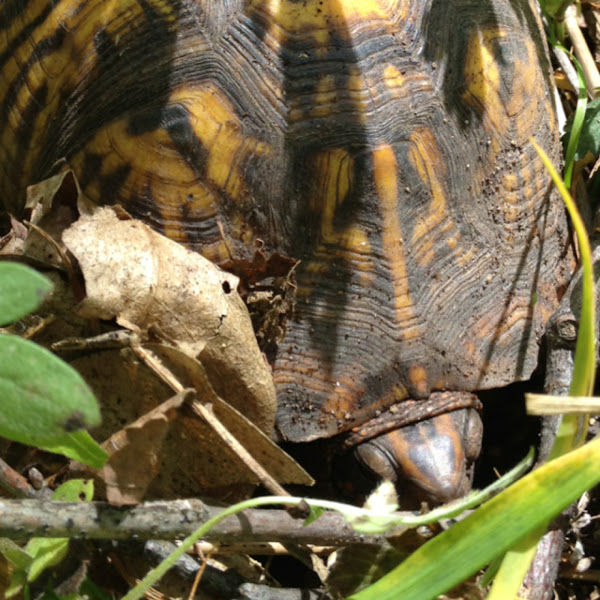 eastern box turtle | Project Noah