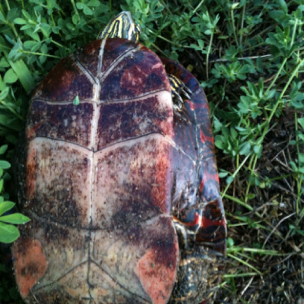 Western Painted Turtle | Project Noah