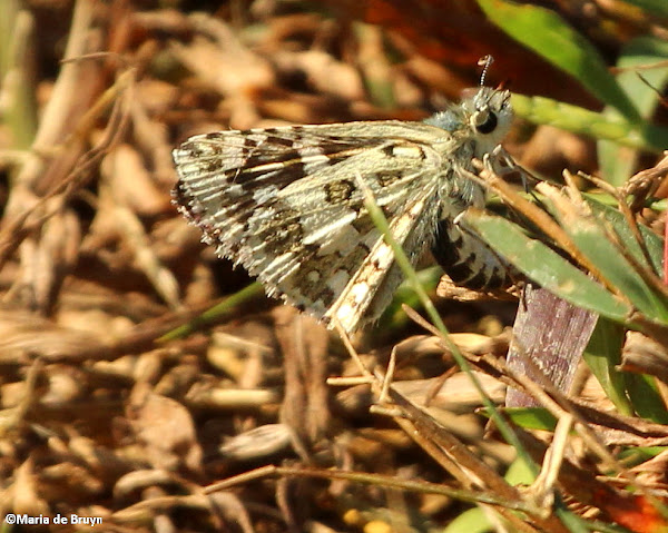Common checkered-skipper | Project Noah