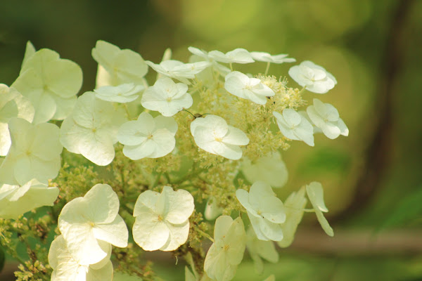 Oakleaf Hydrangea | Project Noah