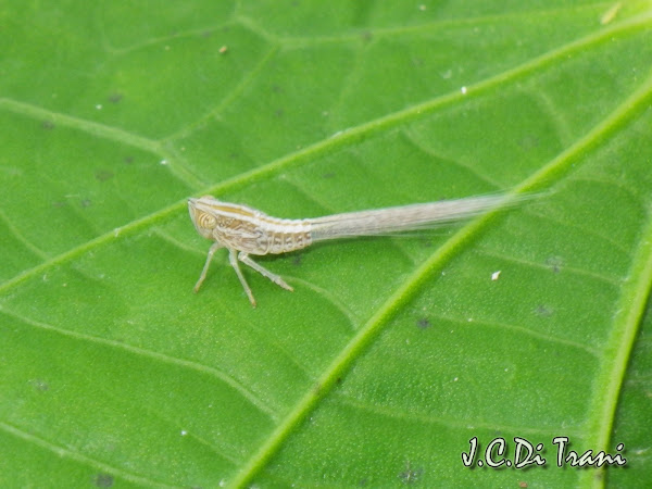Leafhopper nymph | Project Noah