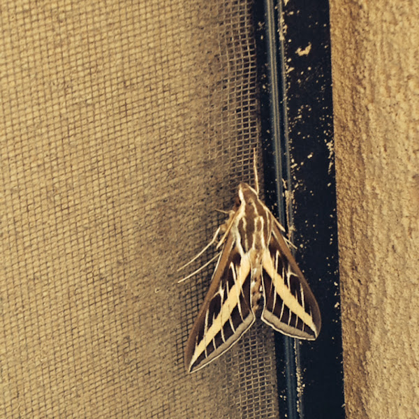 White-lined Sphinx | Project Noah