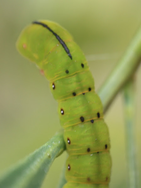 Geometrid caterpillar | Project Noah