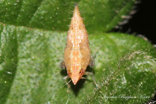 Leafhopper nymph | Project Noah