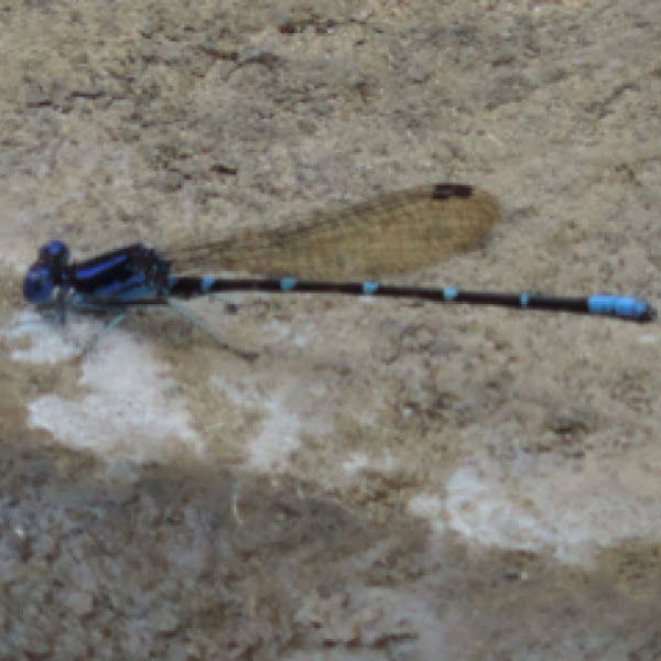 Blue-ringed Dancer | Project Noah