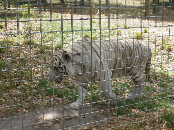 White Tiger | Project Noah