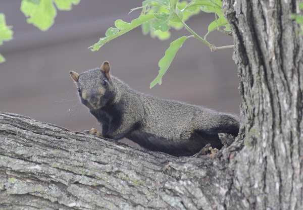 Fox squirrel | Project Noah