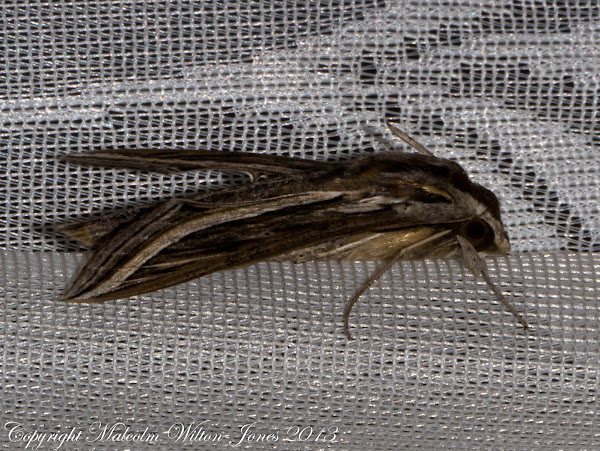 Silver-striped Hawk Moth | Project Noah