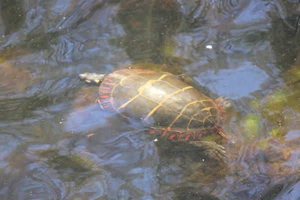 Eastern Painted Turtle | Project Noah