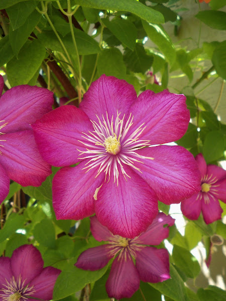 Clematis | Project Noah