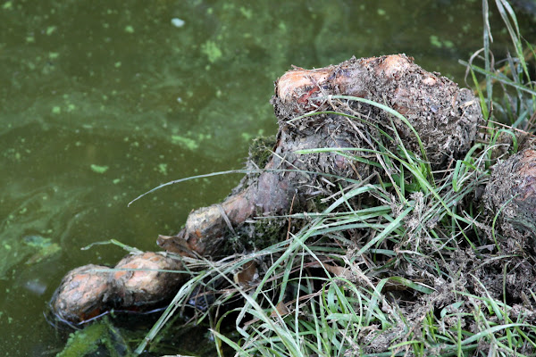 Bald cypress w/galls, insects | Project Noah