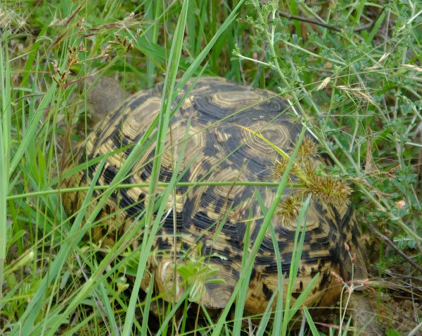 Leopard tortoise | Project Noah