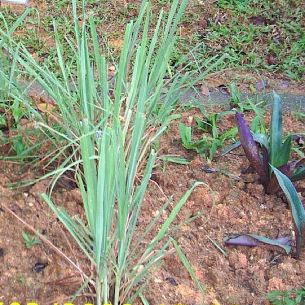 Lemon Grass | Project Noah