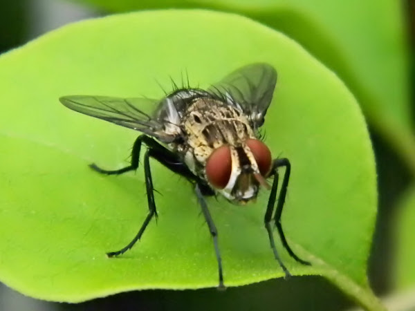 flesh fly | Project Noah