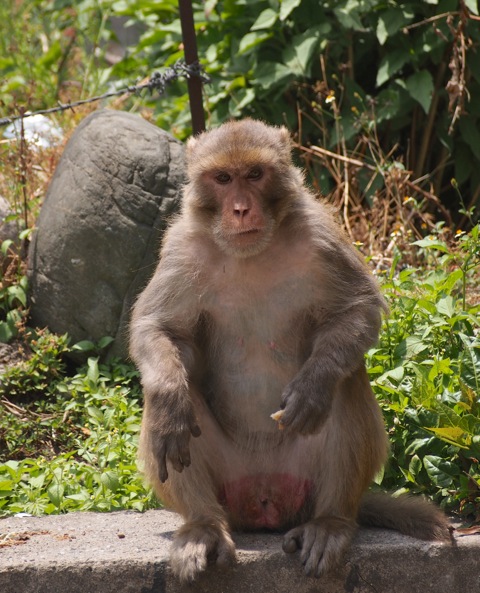 Rhesus Monkey | Project Noah