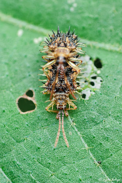 Spiny Leaf Beetle | Project Noah