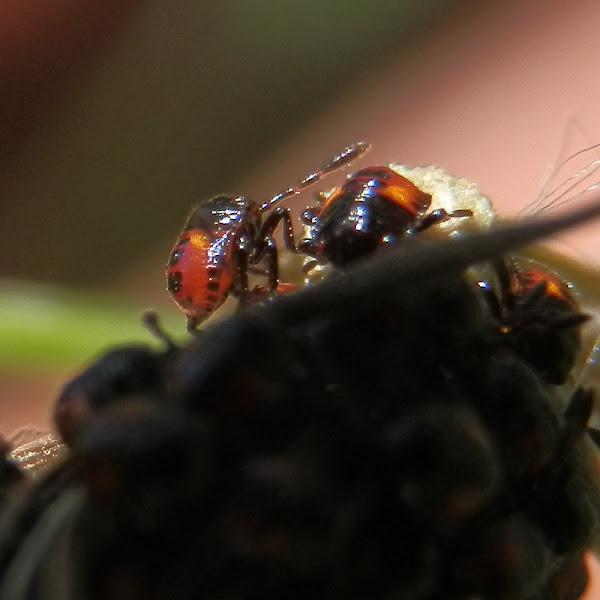 Predatory shield bug eggs and nymphs | Project Noah