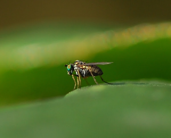 green eyed fly | Project Noah