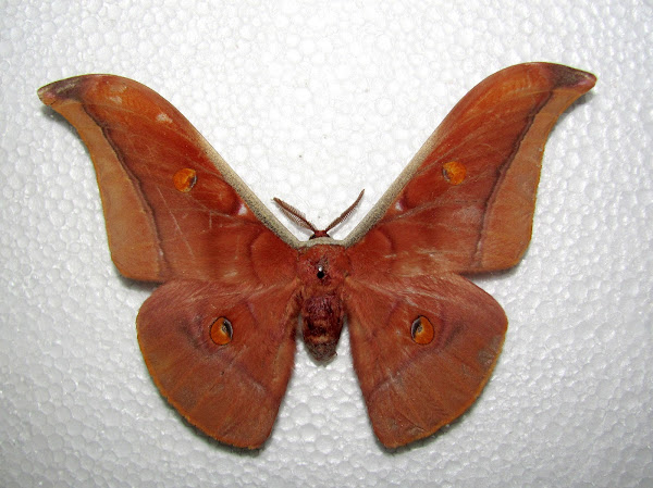 Moga Silk Moth | Project Noah