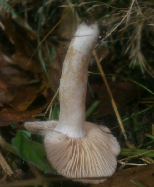 Coconut Milkcap | Project Noah