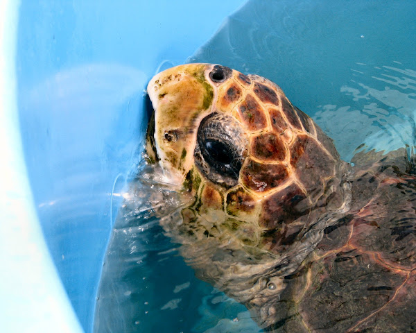 Loggerhead Sea Turtle | Project Noah