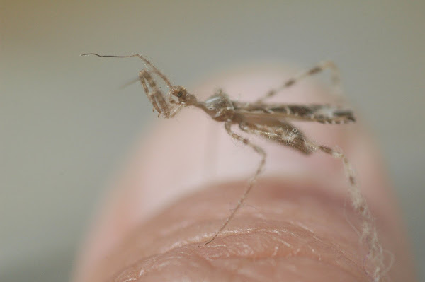 Thread-legged bug | Project Noah