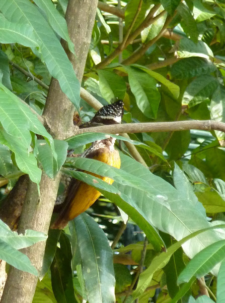 Greater Flameback Woodpecker | Project Noah
