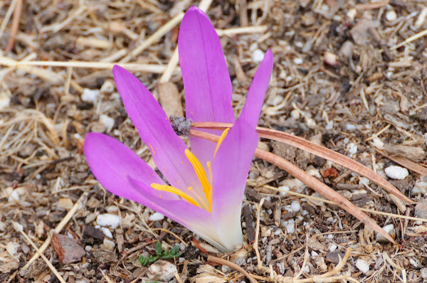 Late crocus, Quitameriendas | Project Noah