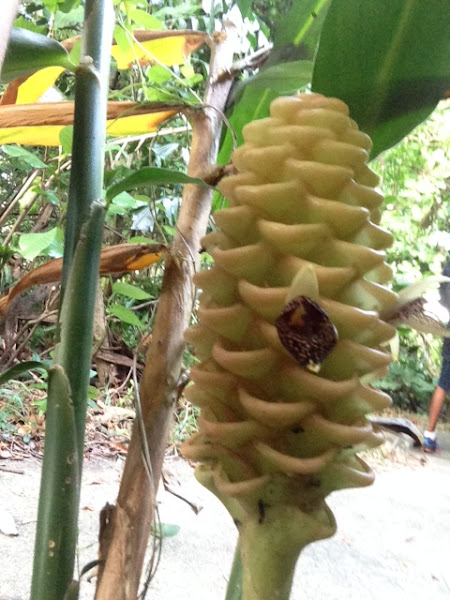 Beehive Ginger | Project Noah