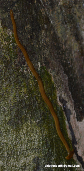 Hammerhead Worm, Broadhead Planarians, Land Flatworm | Project Noah