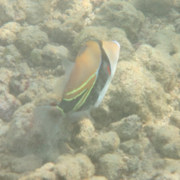 Reef Triggerfish | Project Noah