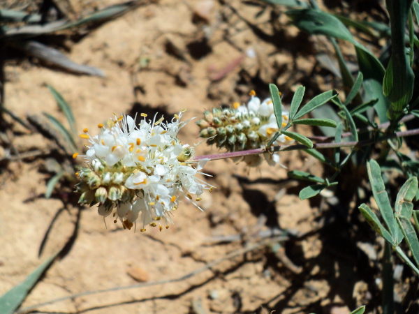 White Prairie Clover | Project Noah