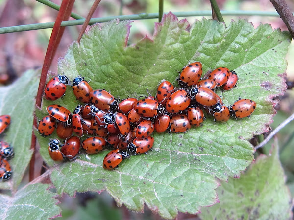 Convergent Ladybugs | Project Noah