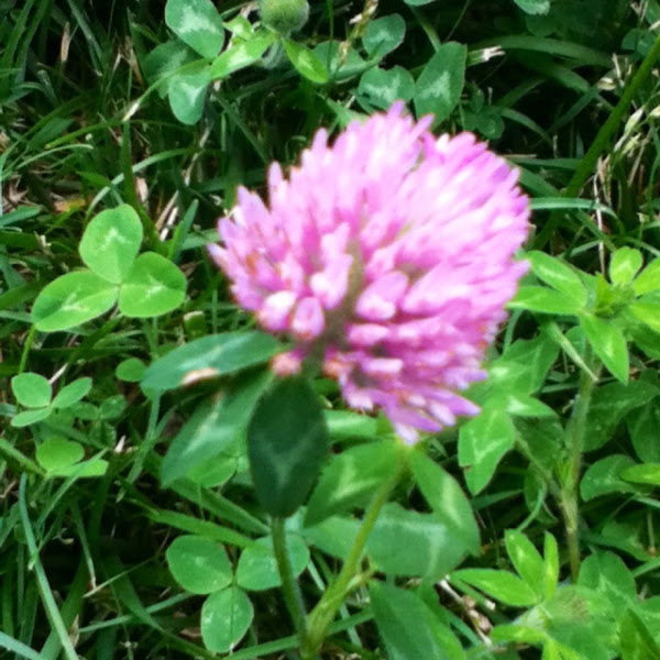 Red clover | Project Noah