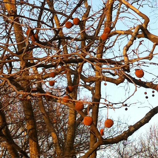 Sycamore | Project Noah