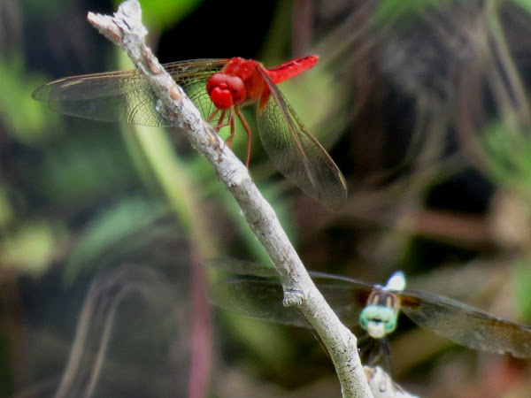 Dragonflies | Project Noah