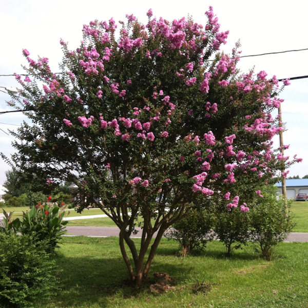 Crepe Myrtle | Project Noah