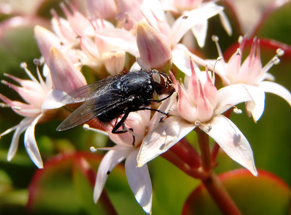Mosca negra, Black fly | Project Noah