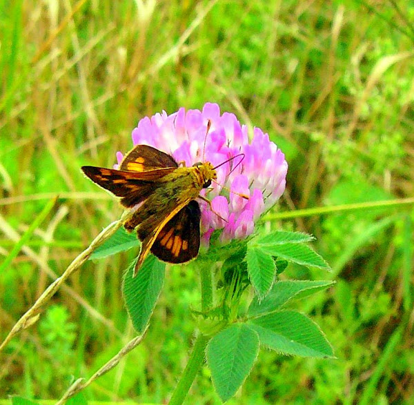 Peck's Skipper Butterfly | Project Noah