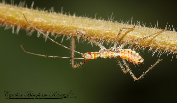 Assassin Bug nymph | Project Noah
