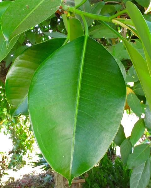 Rubber Tree | Project Noah