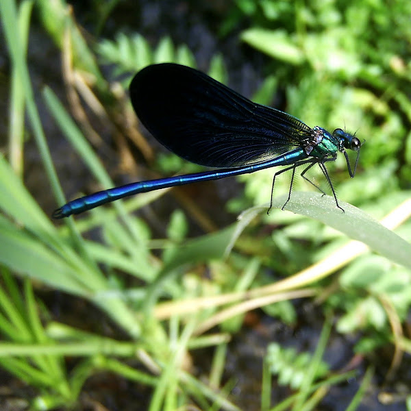 Dragon Fly | Project Noah