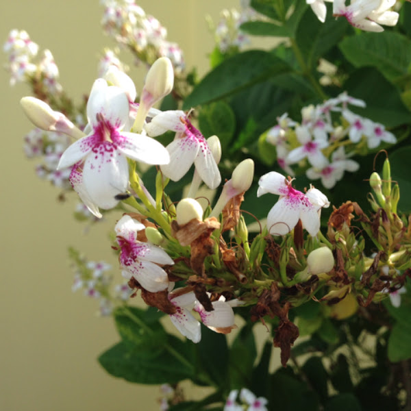 Star Jasmine | Project Noah