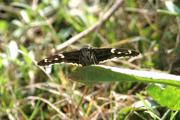 Long-tailed Skipper | Project Noah